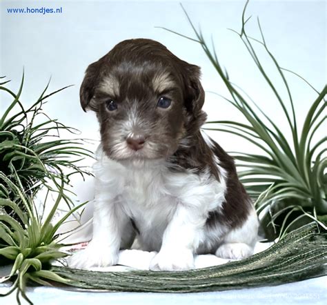 Boomer Teef 10063 Aangeboden Bij Kennel De Hoeve
