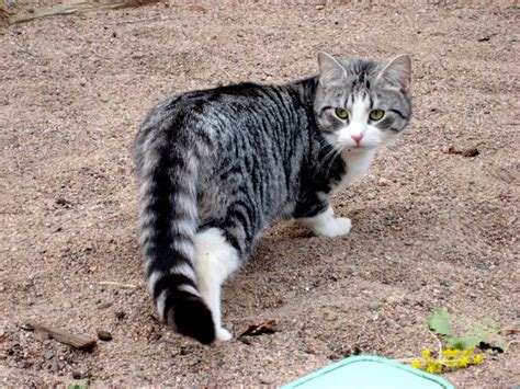 Robinwing Warriorcatsofthewildforest Wiki Fandom