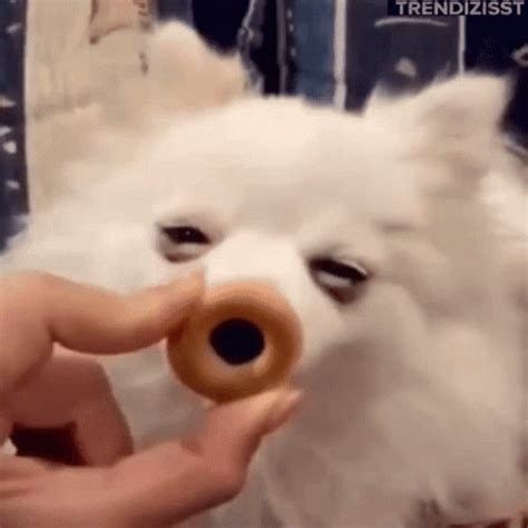 Dog Tumblr 