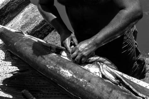 Sailfish Tumblr
