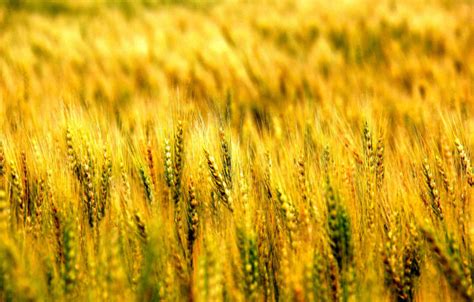 Gb 中国科学院植物研究所郭自峰研究组利用高分辨率基因型 表型图谱鉴定出控制小麦籽粒数目和大小的taspl17基因 知乎