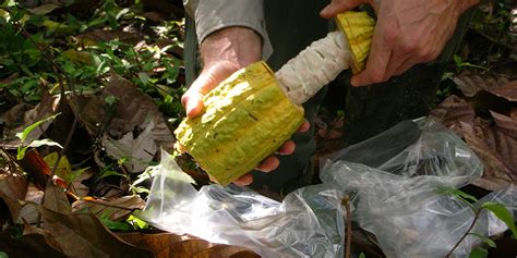 Cadmium Cocoa Beans And Chocolate Eth Zurich