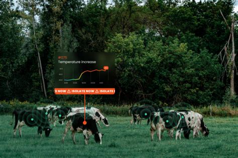 AI Cow Disease Detection Our Algorithm DAC Digital