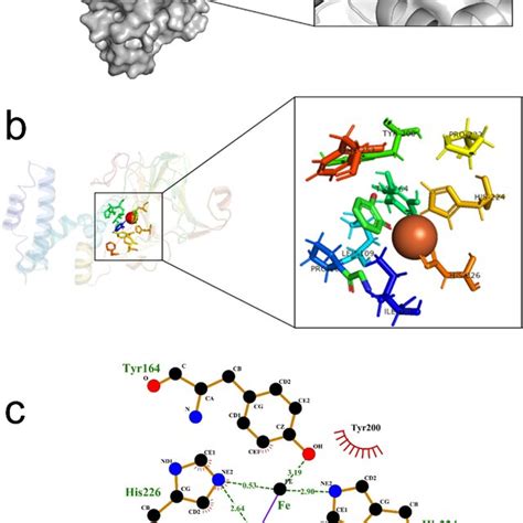 The Minimum Energy Conformation Of C12o Interaction With Catechol