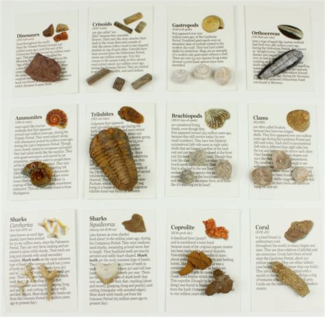 Printable Fossil Identification Chart
