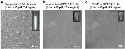 Phase Separation Of Proteins Triggered By In Vitro Transcription Of