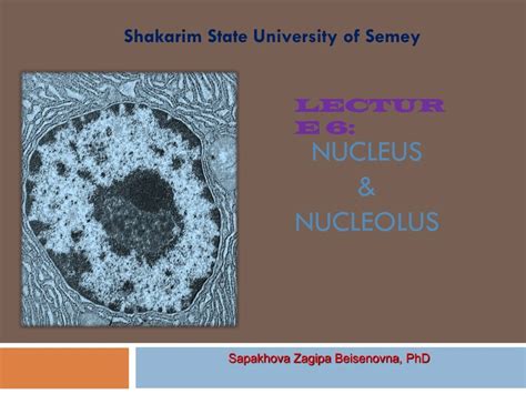 PPT Nucleus Structure Functions And Importance PowerPoint Presentation ID