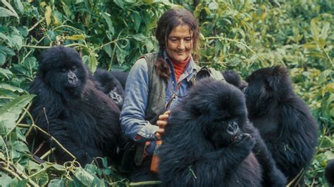 Január 16 án Van Dian Fossey Születésének évfordulója