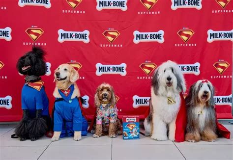 Xxxtentacion Pets Celebrity Pets