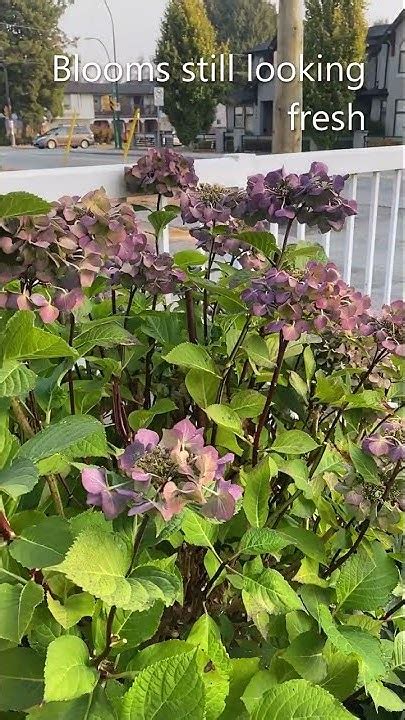 Hydrangea Macrophylla Onyx Zebra October Update Youtube