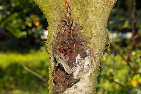 Avocado Tree Bark Cracking Why And What To Do