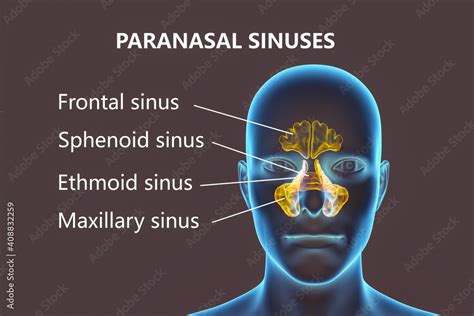 Anatomy Of Paranasal Sinuses Stock Illustration Adobe Stock