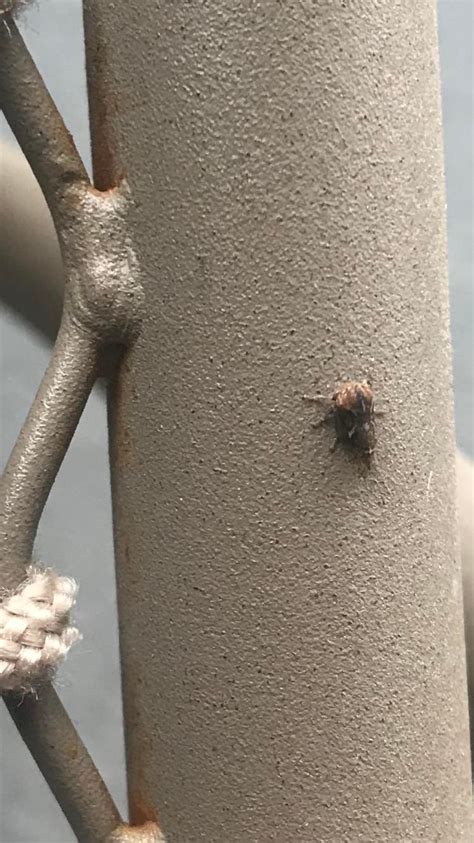 Treehopper Pest Control Canada