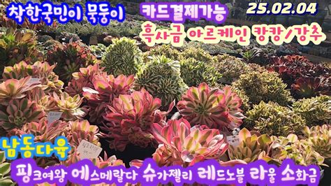 남동다육1에어니옴 특가품목 많네요흑사금 핑크여왕 소화금 마리안느금백봉 라울 캉캉 아르케인 나나후크미니 방울복랑금 벤바디스