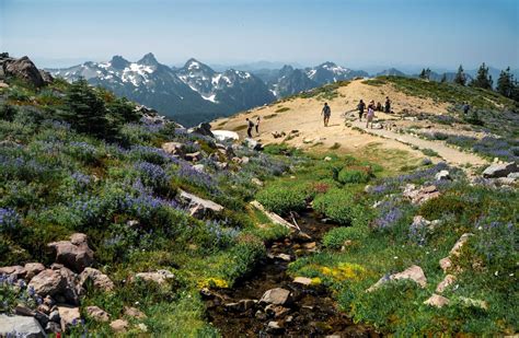 Hiking The Skyline Trail Loop In Mt Rainier All You Need To Know