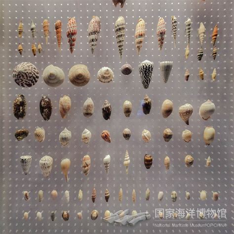 贝壳展区