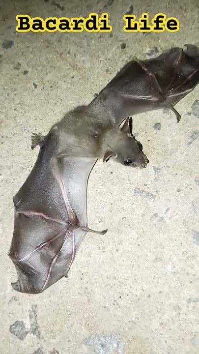 Bacardi Chamkadad Badudibird Youtube