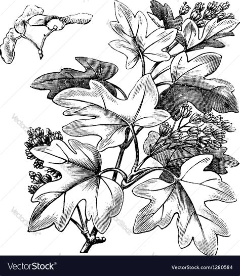 Field Maple Vintage Engraving Royalty Free Vector Image
