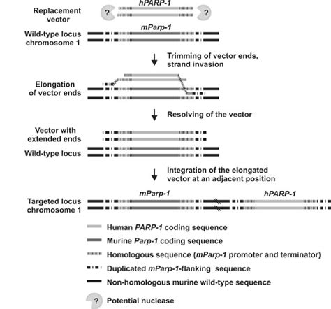 Proposed Model Explaining The Outcome Of The Gene Targeting Experiment