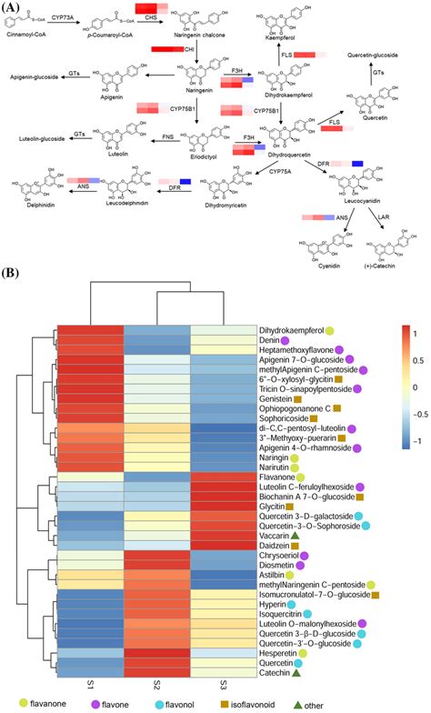 Expression Pattern Of Flavonoid Biosynthesis Pathway Genes And