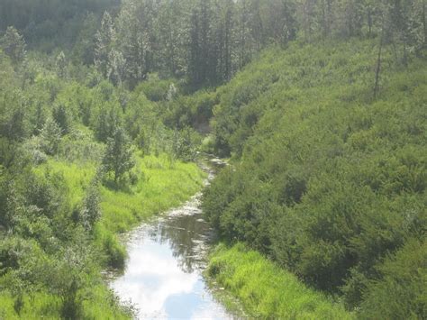 Science Spotlight River Valley Wildlife Corridor — Edmonton And Area