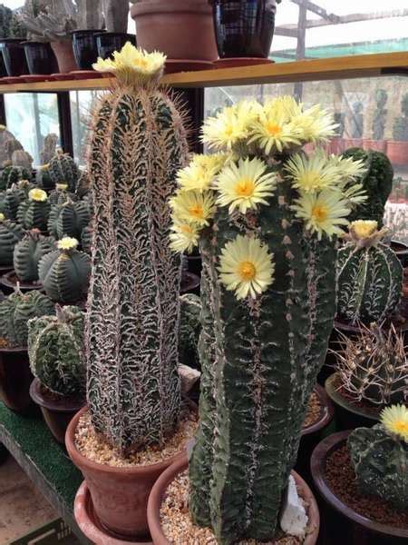 Астрофитум