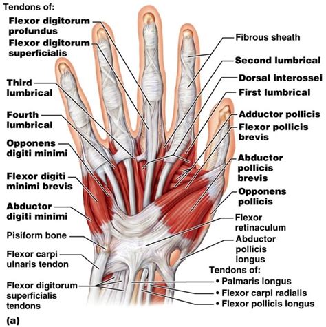 Diagram Of Lab 8 Intrinsic Muscles Of The Hand Quizlet