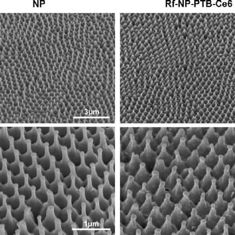 SEM Images Of The NP And Rf NP PTB Ce Surfaces From A Side View Of Download Scientific