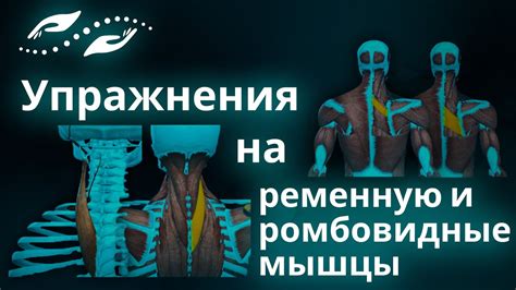 Упражнение на ремённые и ромбовидные мышцы Youtube