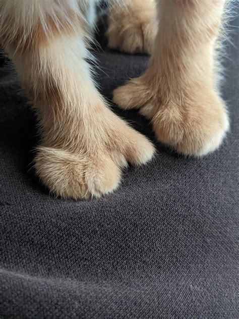 Meet Toco 8 Weeks Old With A Huge Personality Rthumbcats