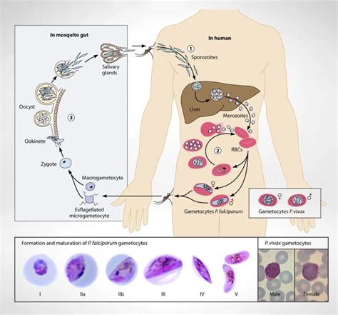Plasmodium Definition Life Cycle Characteristics Morphology