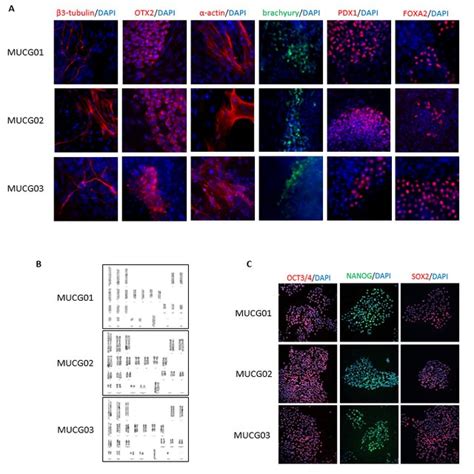 A Differentiation Markers For The Endoderm Foxa2 Pdx1 Mesoderm