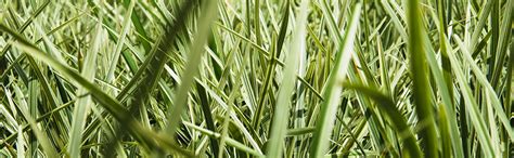 Perfect Plants Aztec Grass Live Plant 1 Gallon Includes