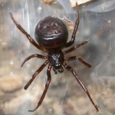 Steatoda False Widows Archives Spiderhugger