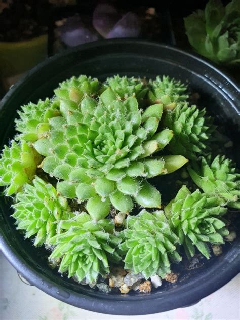 다육이 이름 질문드려요 지식in