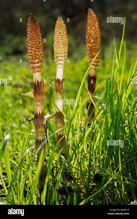 Common Horsetail Sporangiophore Equisetum Arvense Belgium Stock