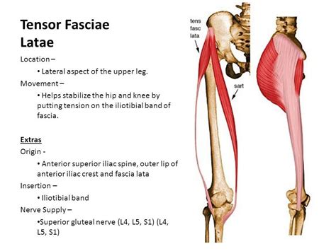 Tutoplast Fascia Lata