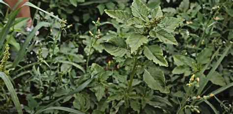 Lamarante Sauvage Une Belle Plante Riche En Nutriments