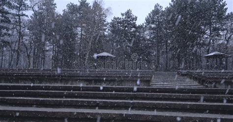 Heavy Snowfall On The Background Of Trees Stock Video Video Of Wood Outdoor 286276577