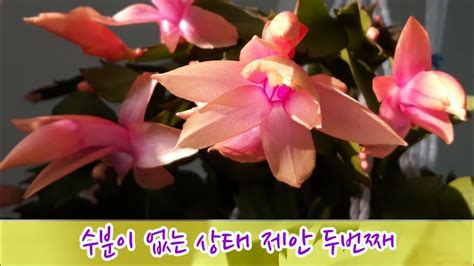 가재발선인장ㅡ종이장처럼얇은선인장 얇고얇은게발선인장 시들시들한가재발선인장들~살리기 Youtube