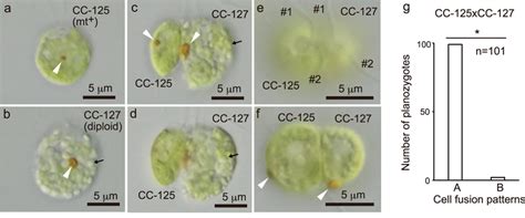 Spatial Positioning Of The Mating Structure In Heterozygous Diploid Download Scientific Diagram