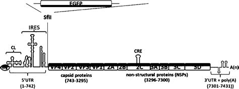 Application Of Coxsackievirus In Adoptive Immunity Gene Delivery System