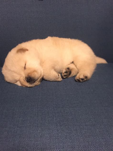 Meet Finn He Is Smols Scrolller