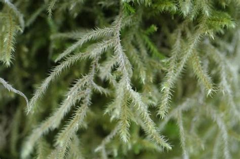 Rhytidiadelphus Loreus Picturethis