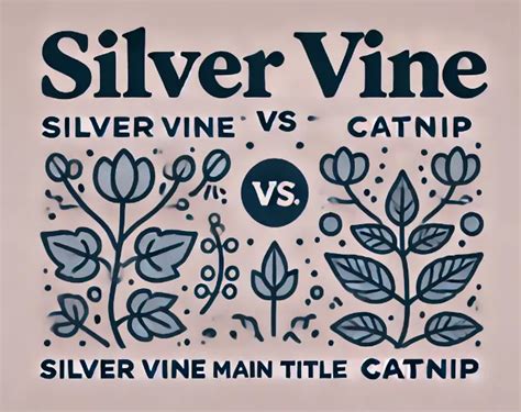 What Is Silver Vine Plant An Alternative To Catnip
