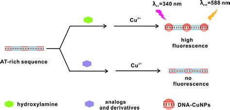 In Situ Formation Of Dna Templated Copper Nanoparticles As Fluorescent Indicator For