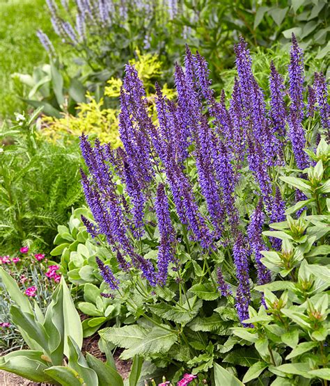 ‘may Night Salvia Growing Guide Garden Gate