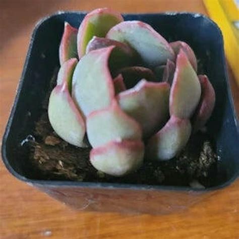 Succulent Set 5 Fixed Varieties Thenextgardener
