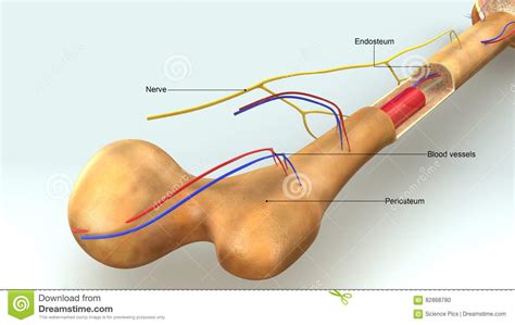 Bone Anatomy Stock Illustration Illustration Of Diaphysis 82868780