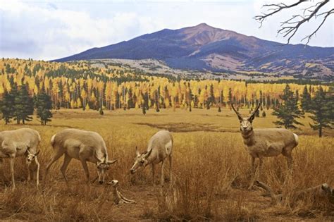 Habitats Of North America Natural History Museums Of Los Angeles County